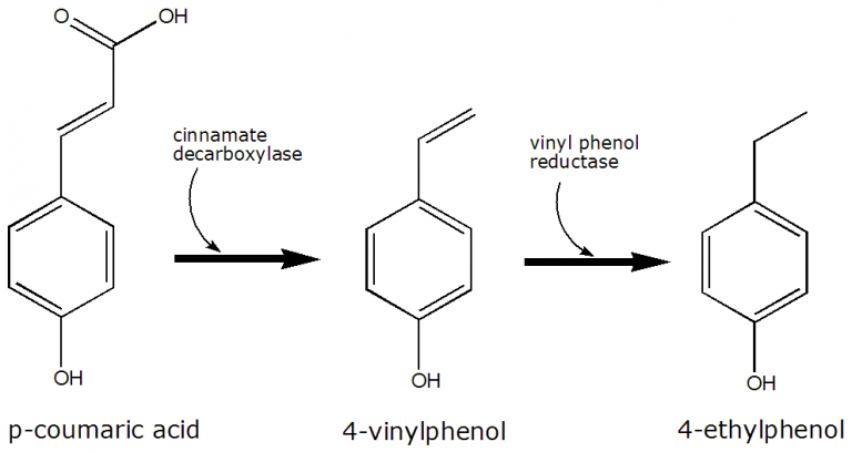 Brettanomyces lab results in 7 days is critical - Microbiodetection