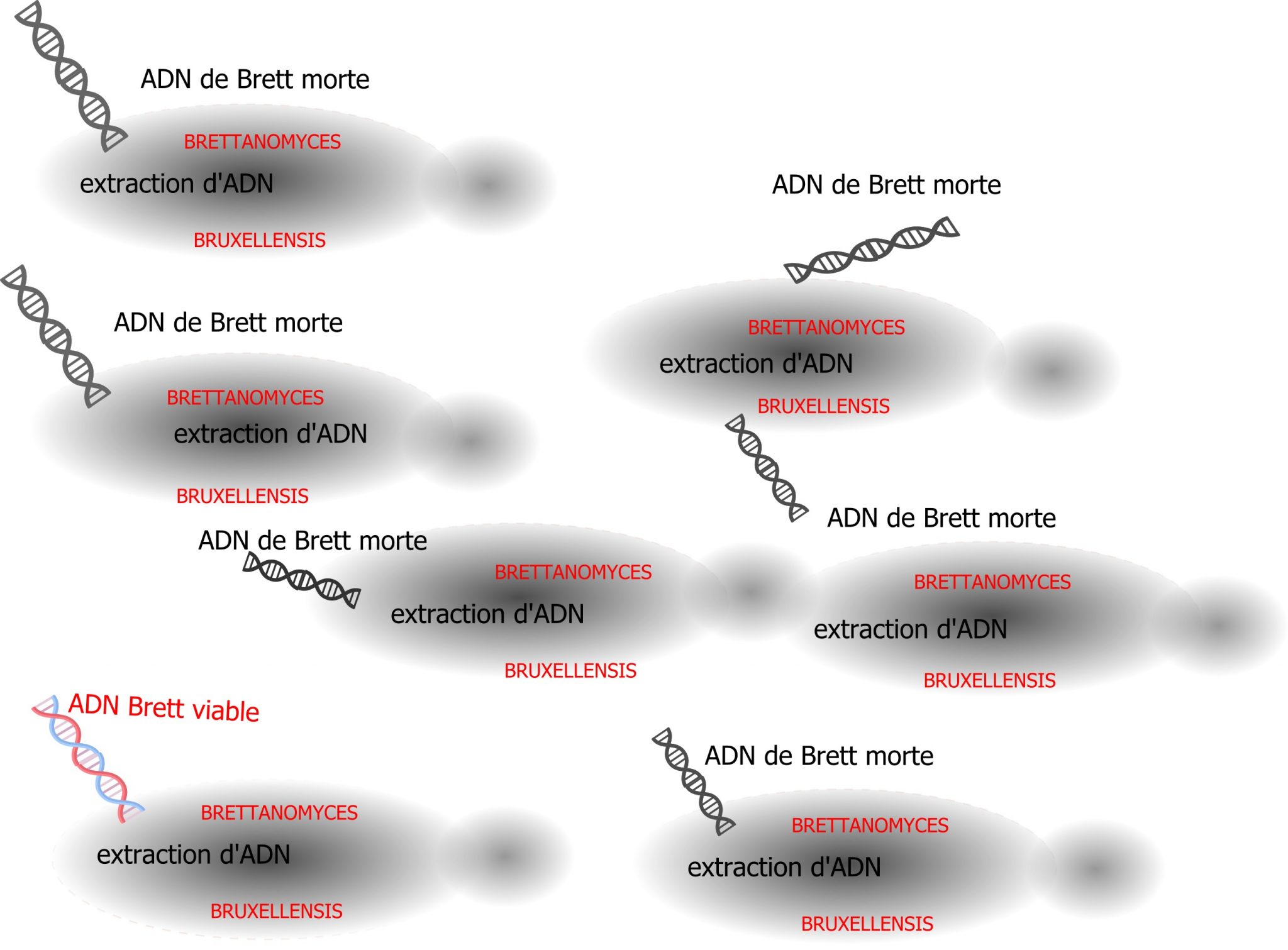 Detección Bretts por PCR: resultados engañosos