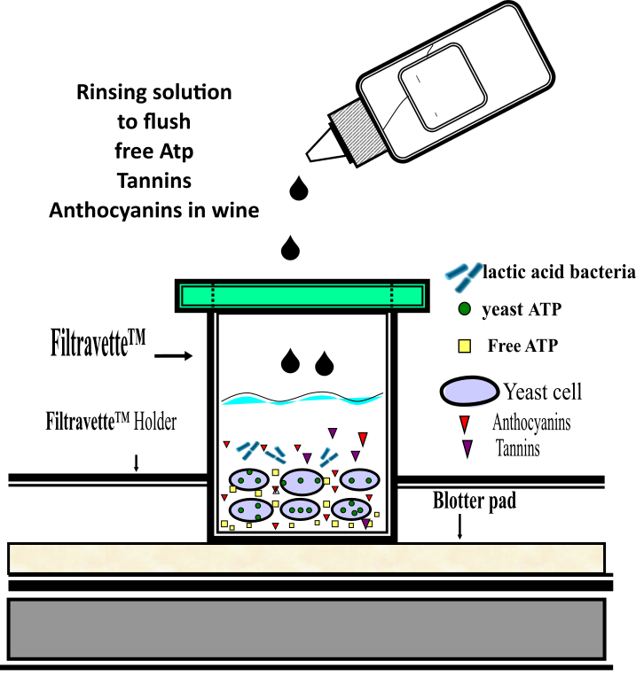Rapid viable Brettanomyces detection how it works to detect viable Bretts?