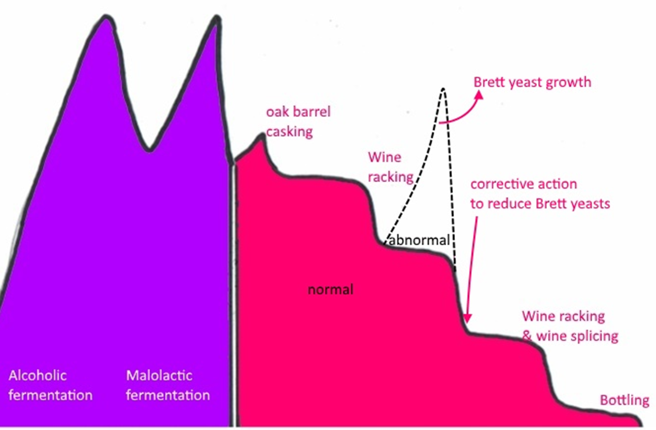 Rapid viable Brettanomyces detection how it works to detect viable Bretts?